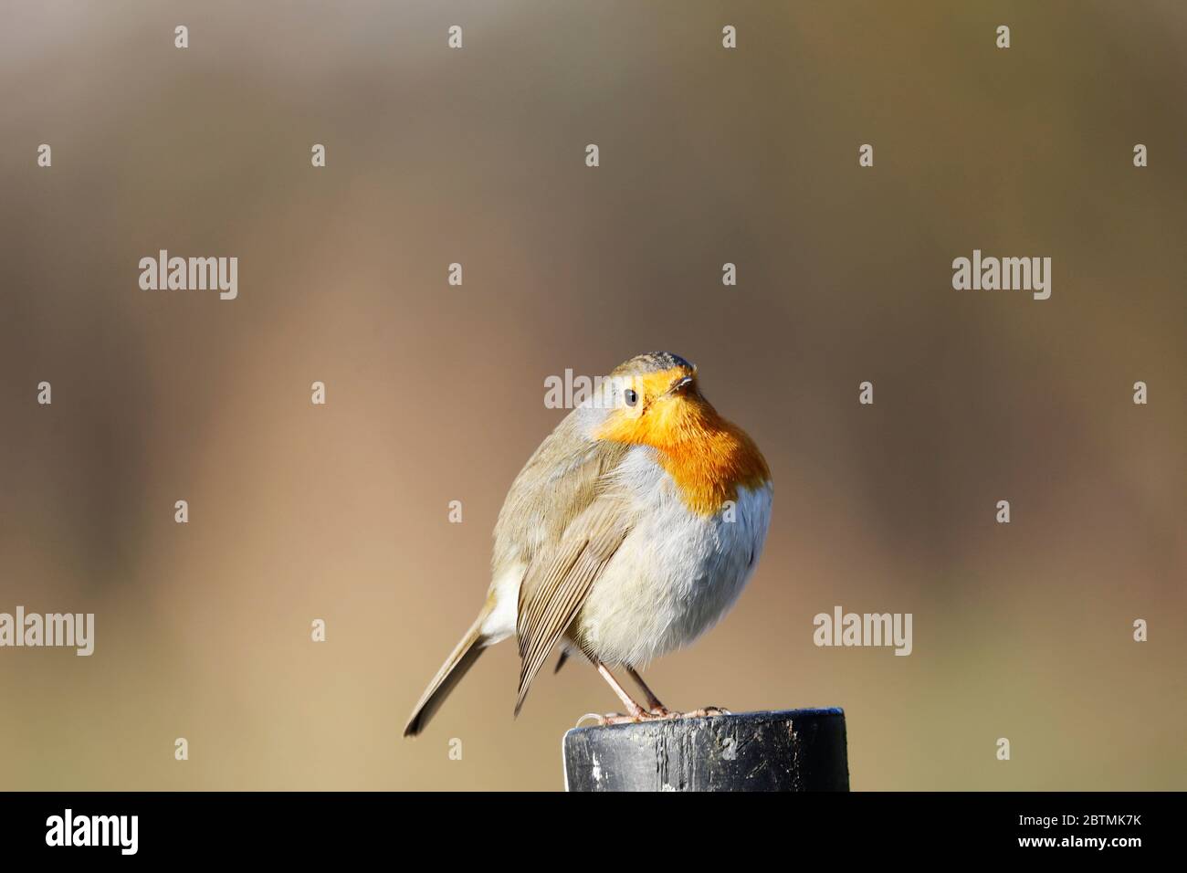 Robin sitting on sign hi-res stock photography and images - Alamy