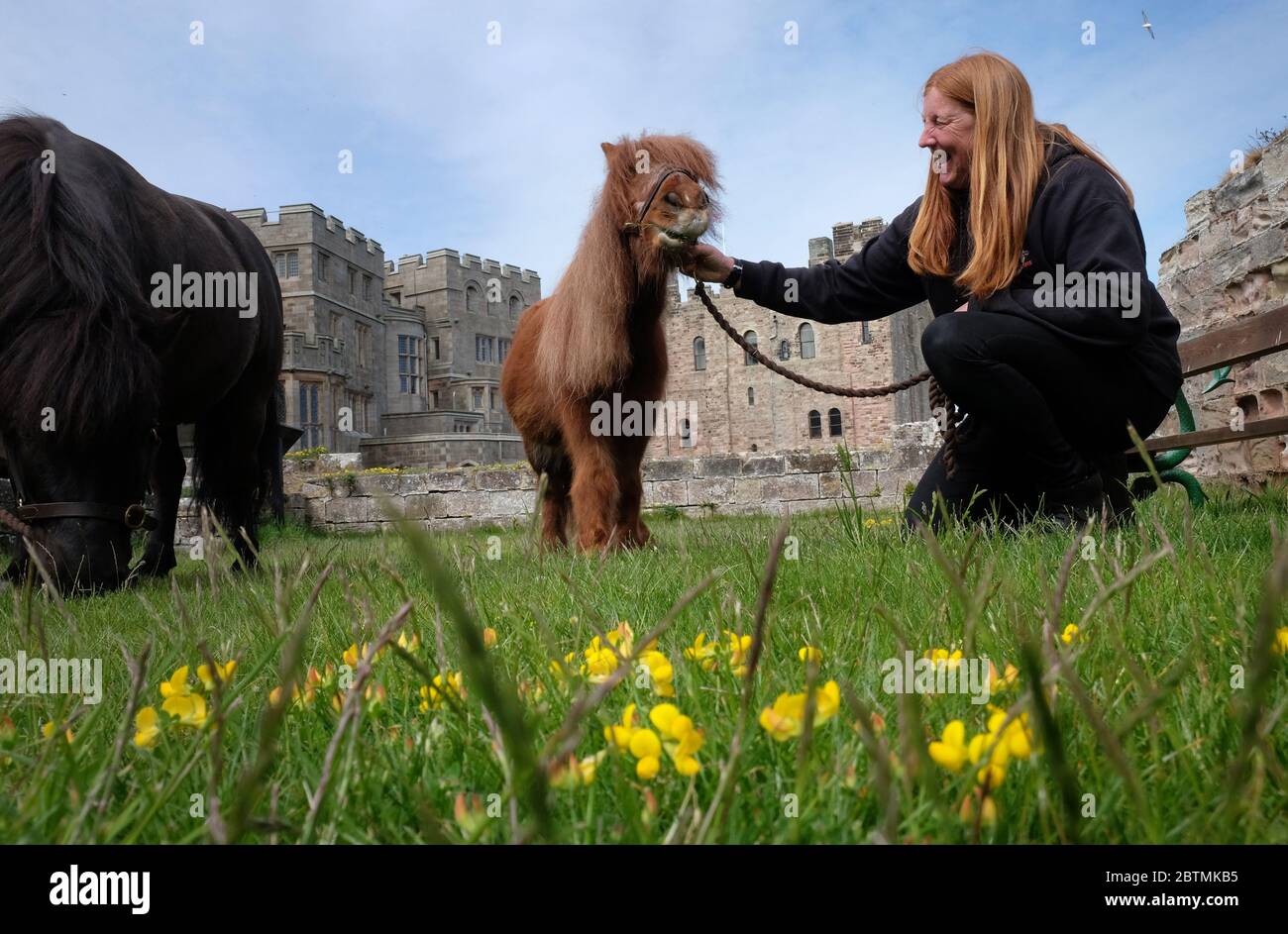 Shetland ponies therapy hi-res stock photography and images - Alamy