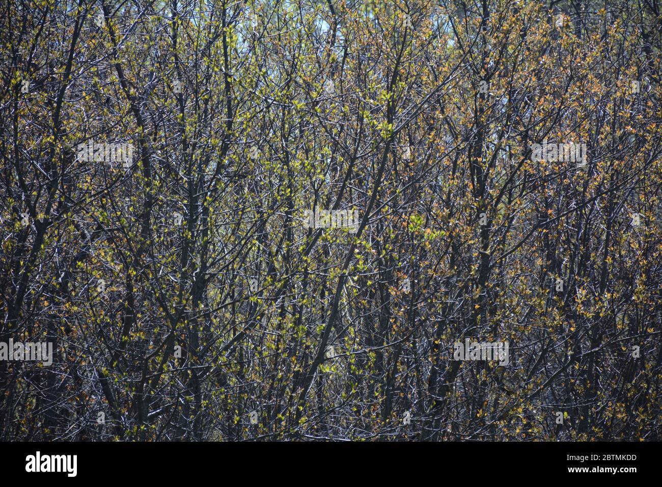 New spring growth on trees in Northern Ontario forests and woods Stock ...