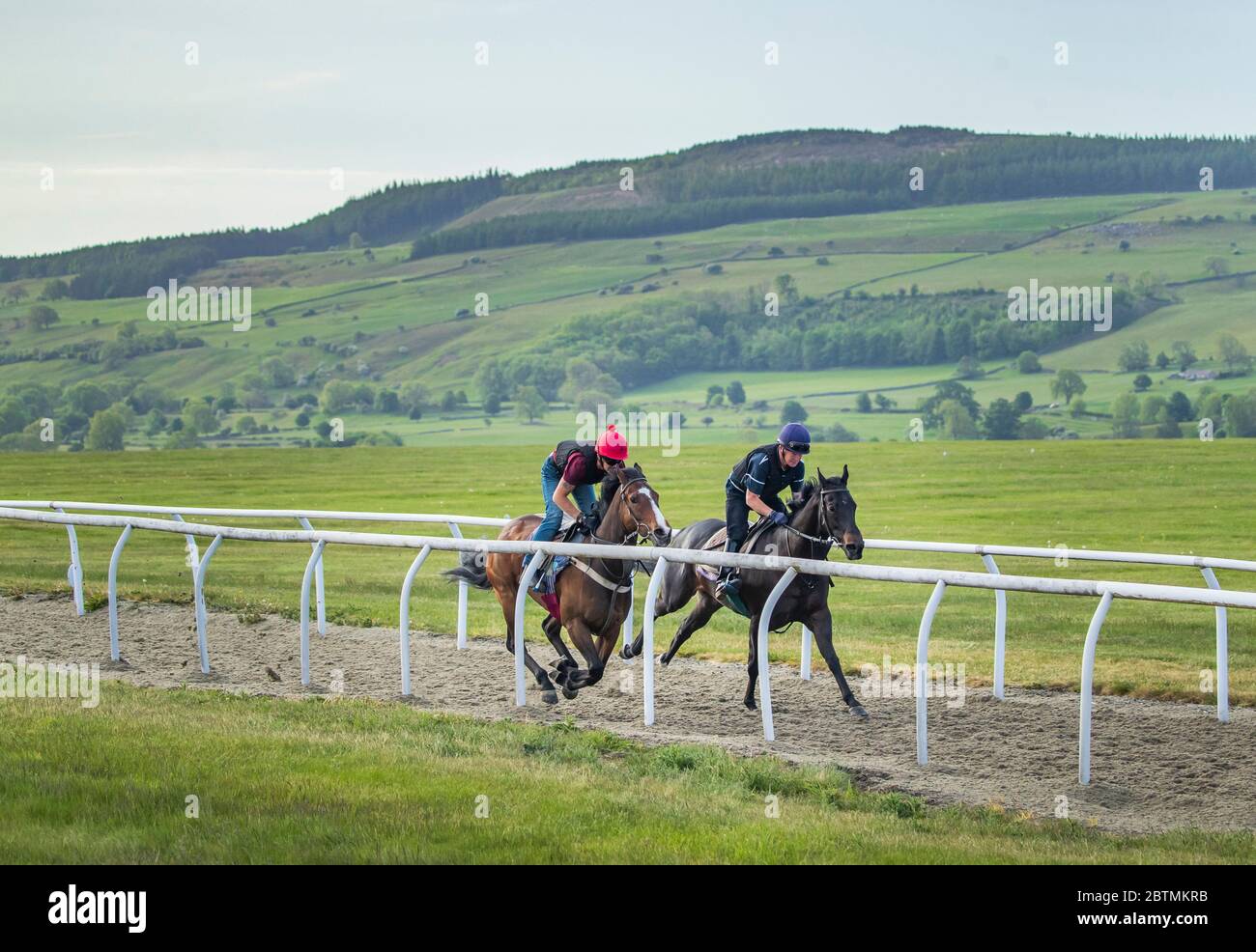 Racehorses on the gallops in Middleham Stock Photo - Alamy