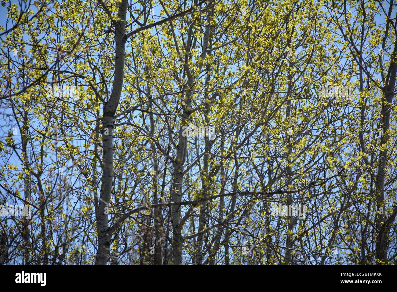 New spring growth on trees in Northern Ontario forests and woods Stock ...