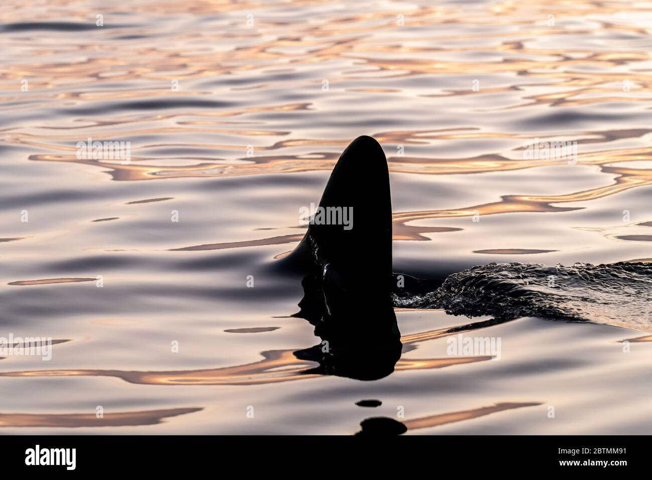 Male Killer whale breaking the surface at sunset, Kvaenangen Fjord ...