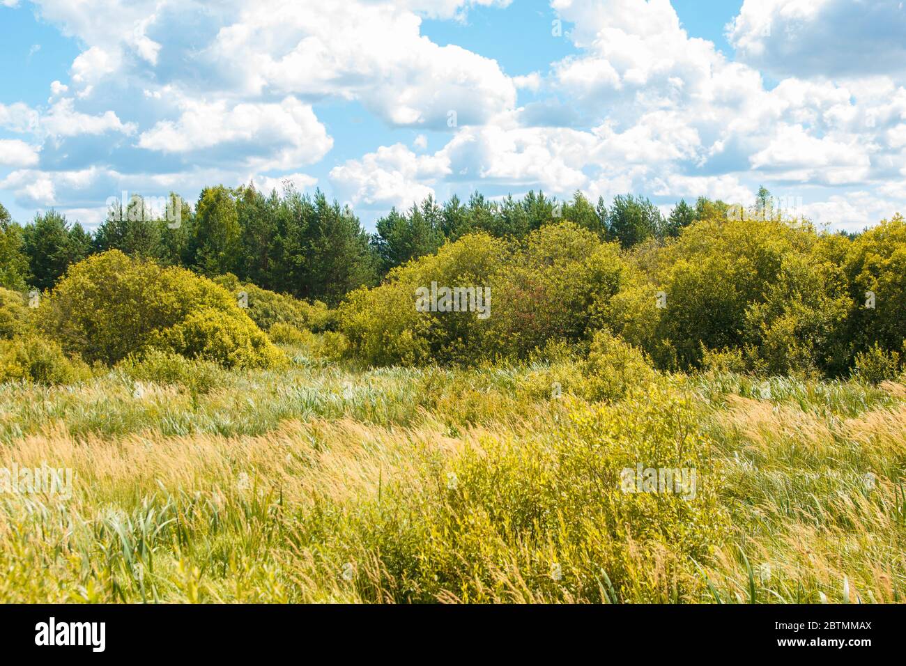 swamp picturesque place, lake under the quagmire Stock Photo - Alamy