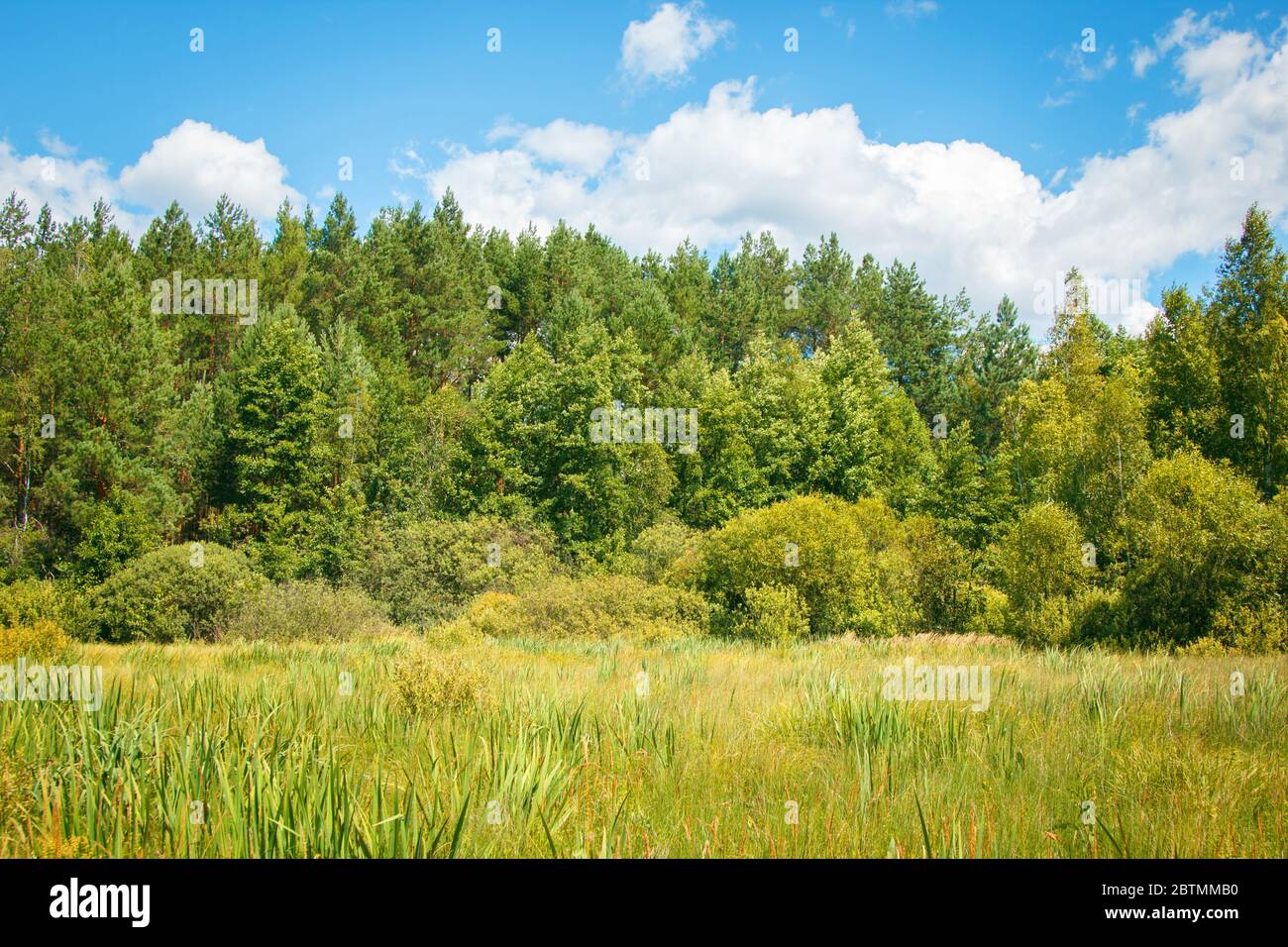 swamp picturesque place, lake under the quagmire Stock Photo - Alamy