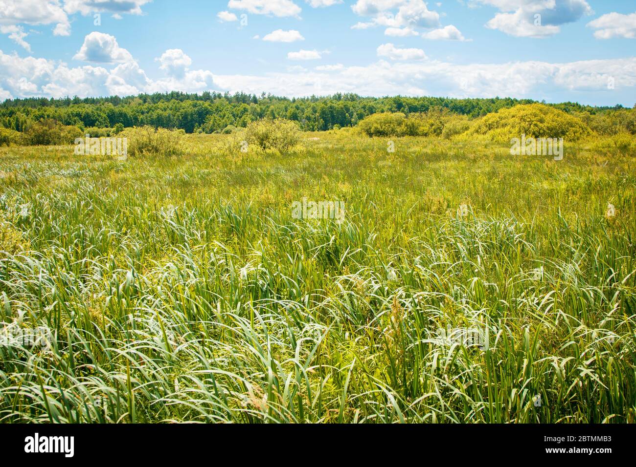 swamp picturesque place, lake under the quagmire Stock Photo - Alamy