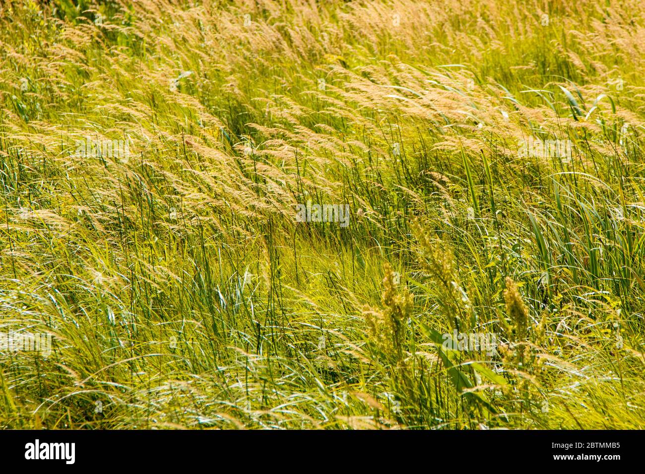Quagmire river hi-res stock photography and images - Alamy