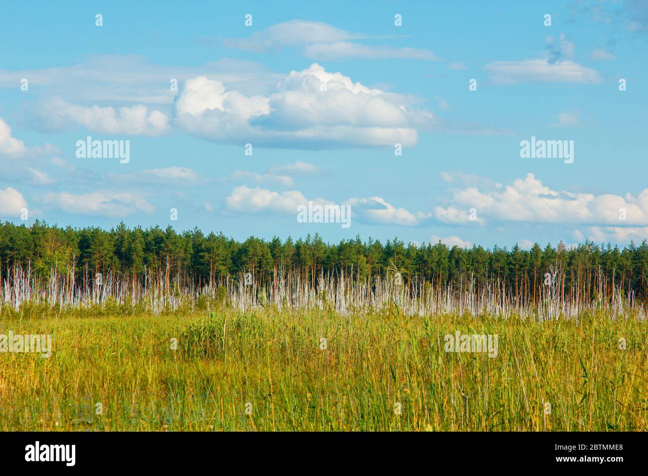 swamp picturesque place, lake under the quagmire Stock Photo - Alamy