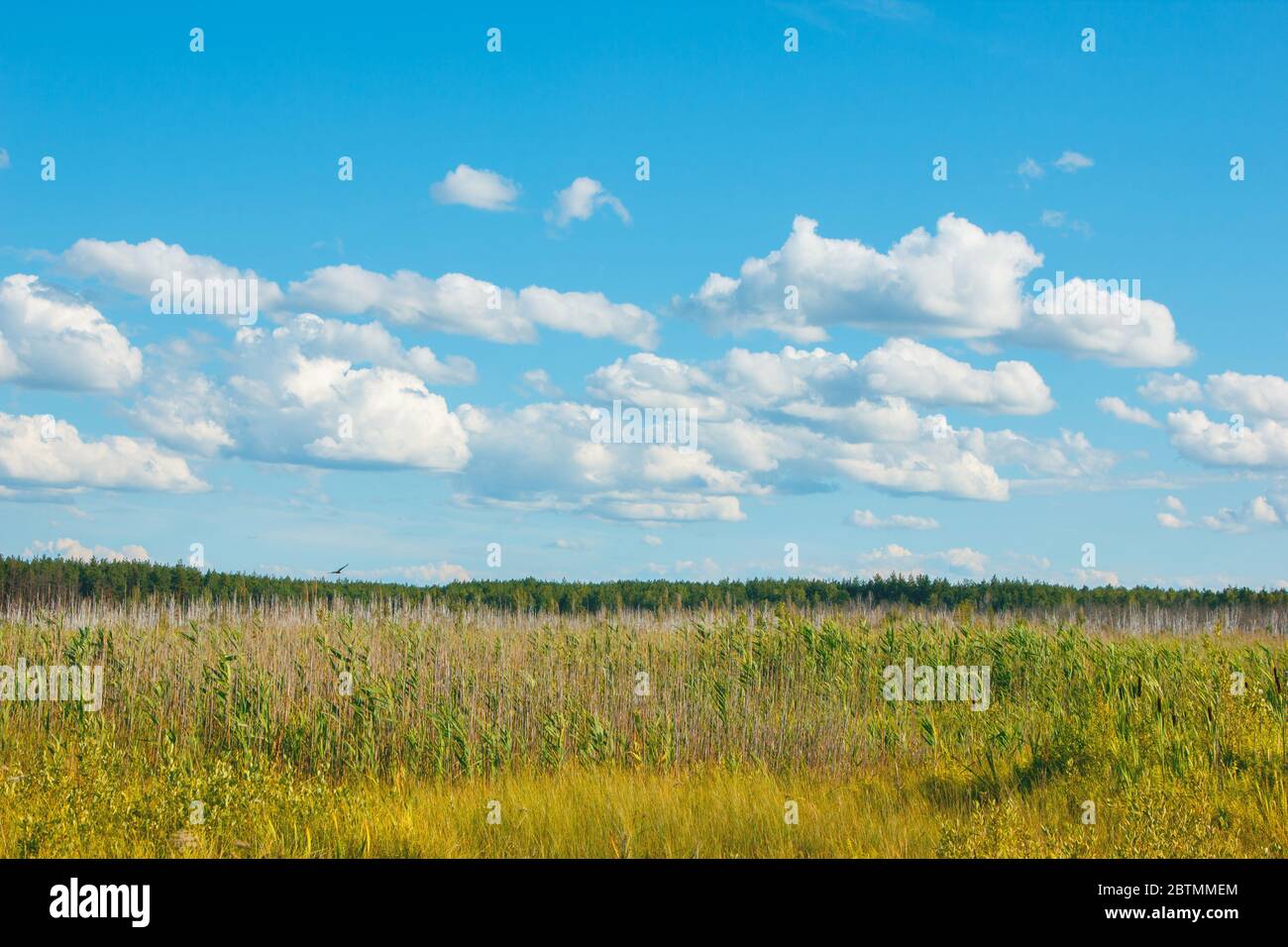 Quagmire hi-res stock photography and images - Alamy