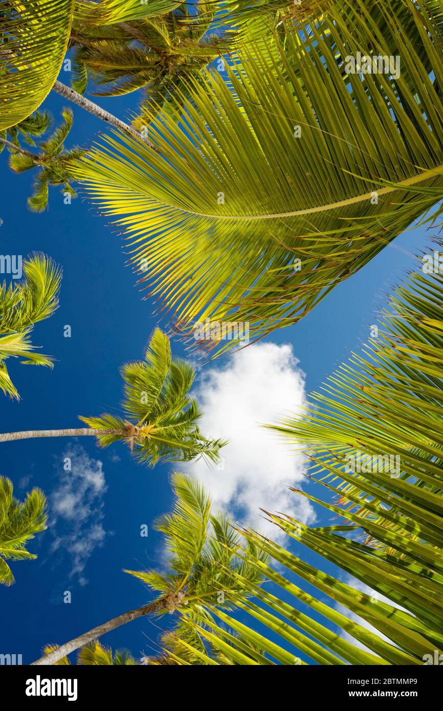 Tropical Palm Tree with a Twist Stock Photo - Alamy