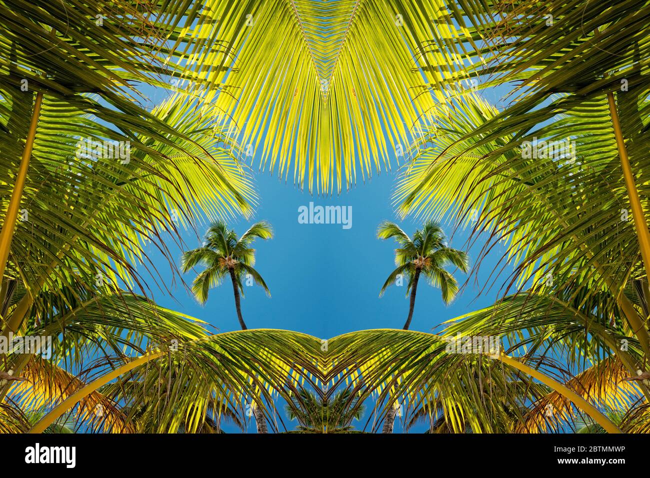 Tropical Palm Tree with a Twist Stock Photo - Alamy