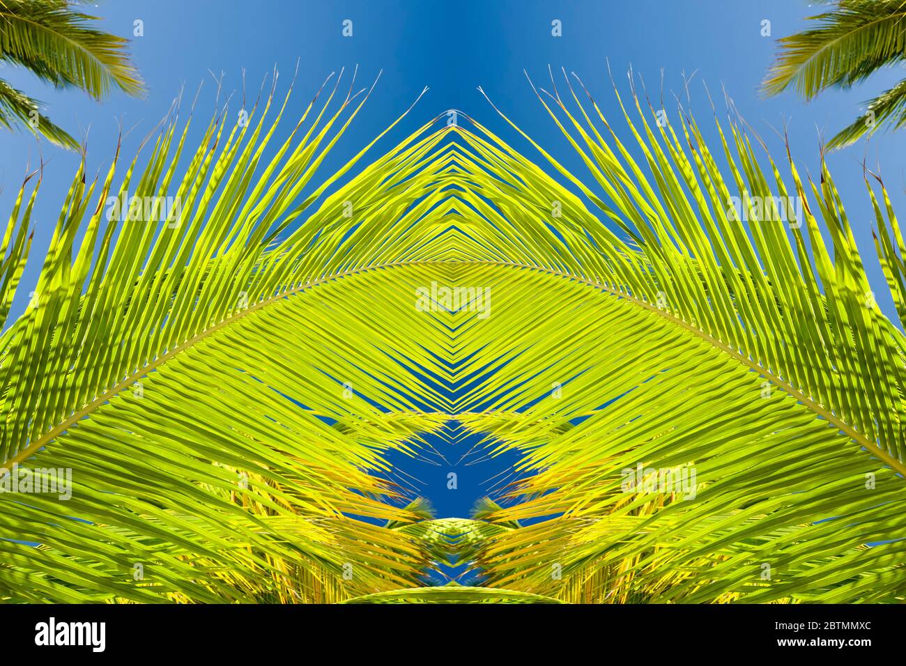 Tropical Palm Tree with a Twist Stock Photo - Alamy