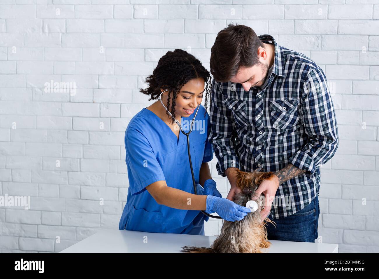 Animal respiratory diseases. Veterinarian checking dog's breathing with ...