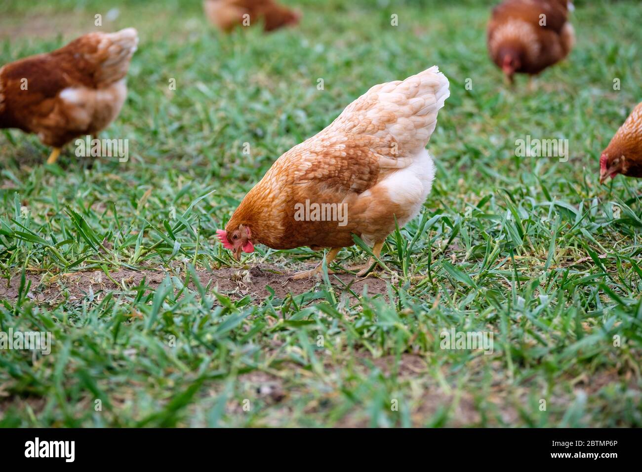 A chicken picking on the ground of a lawn Stock Photo - Alamy