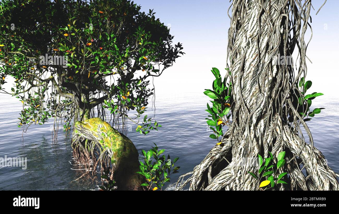 Mangrove forest florida keys hi-res stock photography and images - Alamy