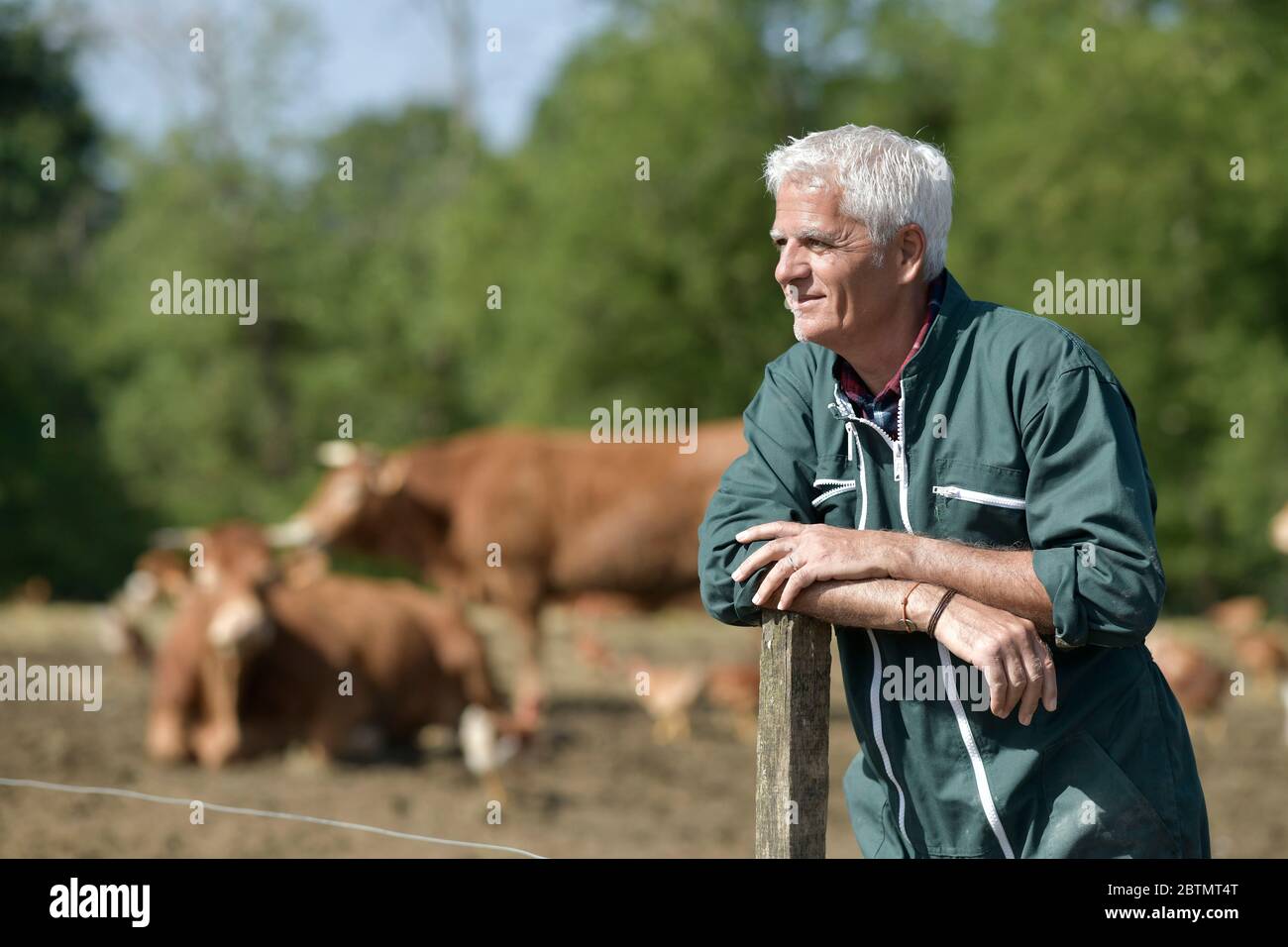 Farmer leaning on fence, cattle in background Stock Photo - Alamy