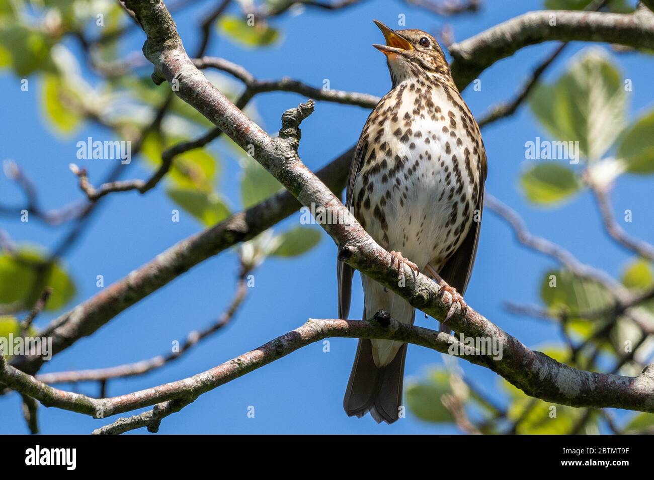 Parklife song hi-res stock photography and images - Alamy