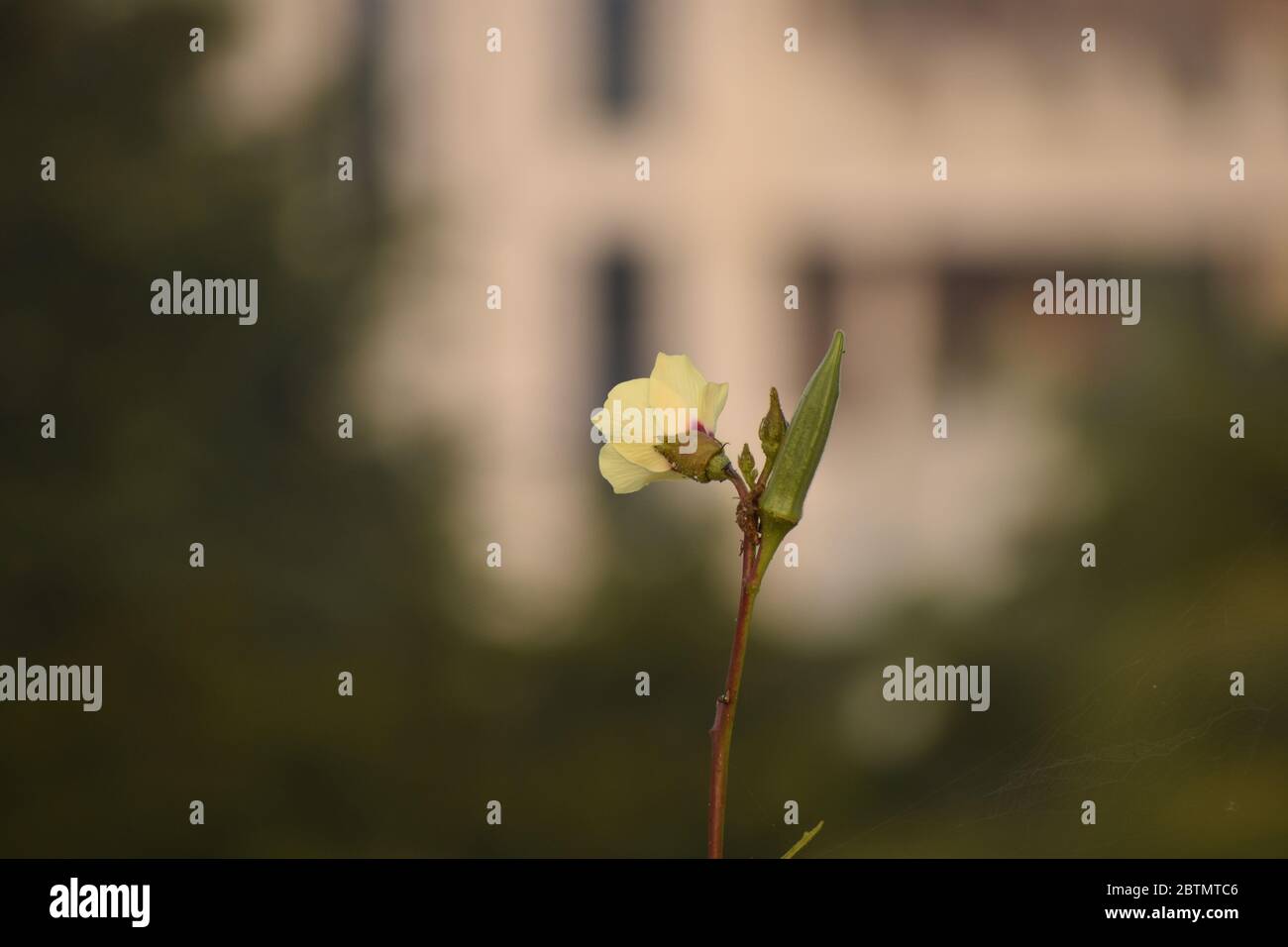 Yellow Lady Finger flower with blur background, yellow color ladies ...