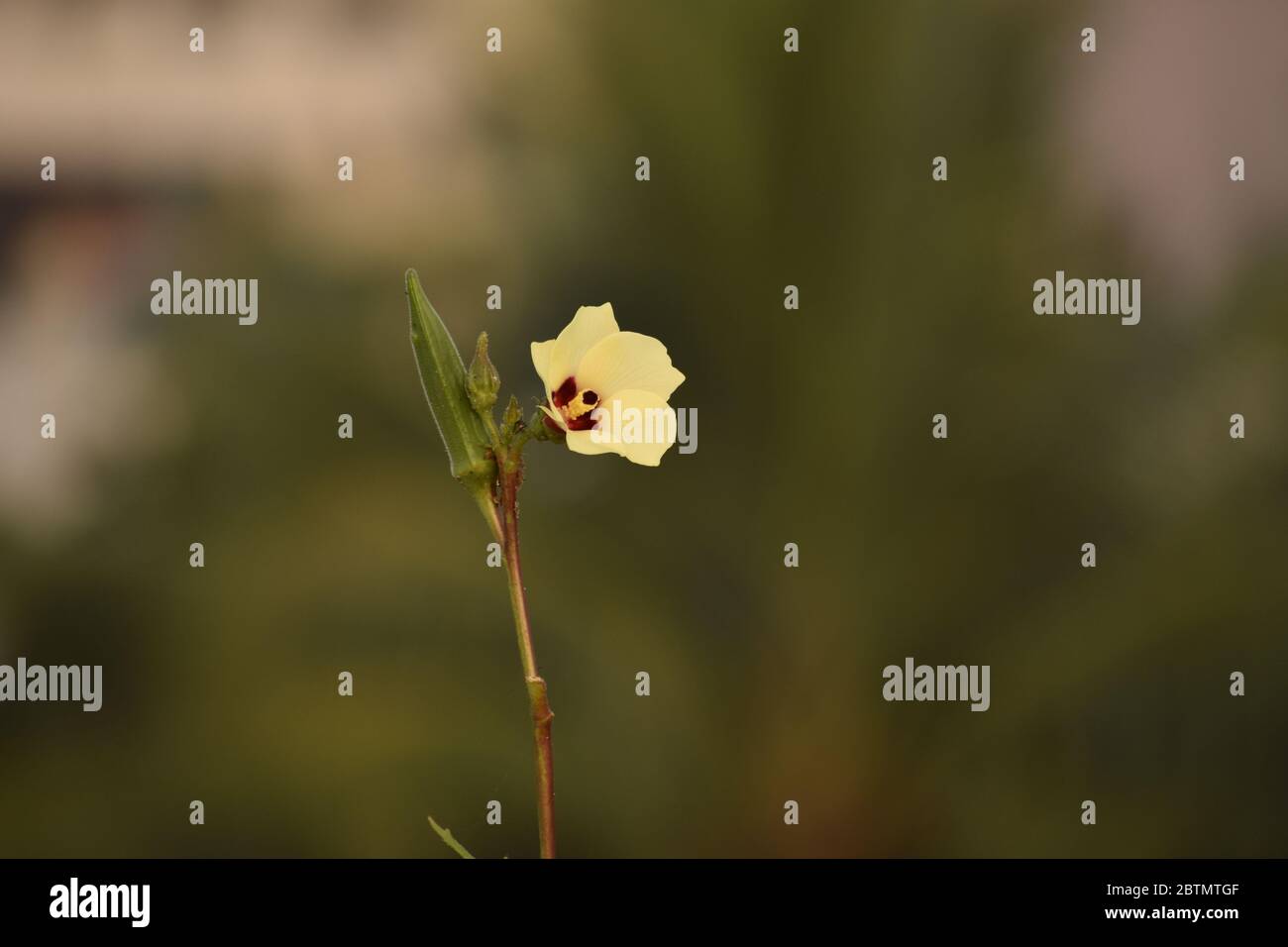 Yellow Lady Finger flower with blur background, yellow color ladies ...