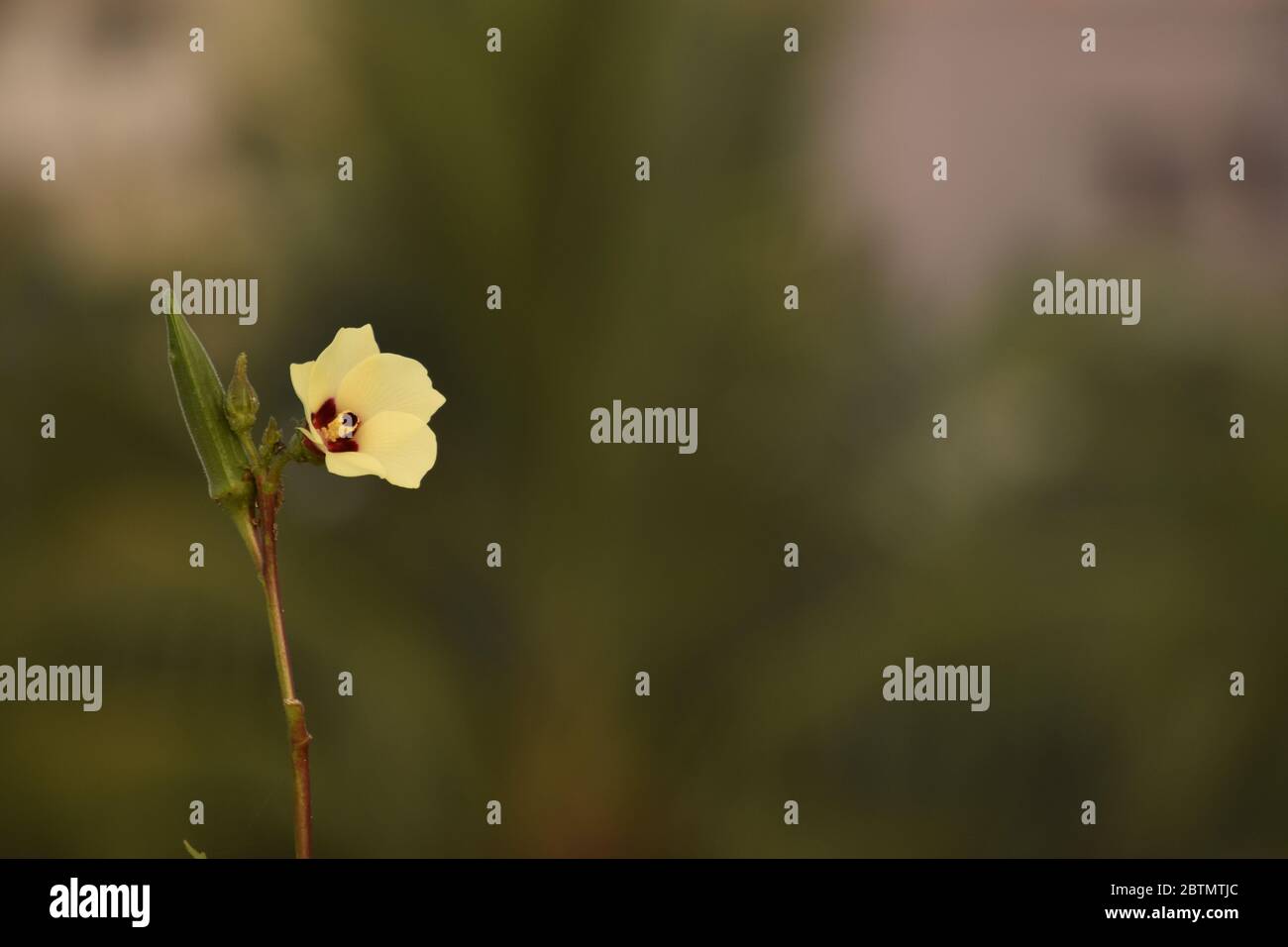 Yellow Lady Finger flower with blur background, yellow color ladies ...