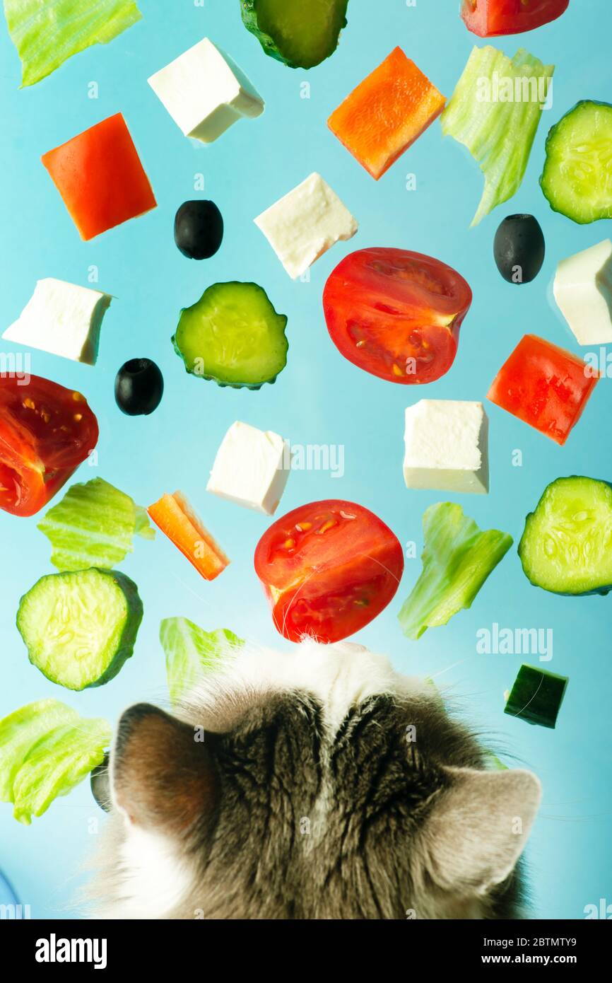 Cat and vegetables. The cat looks at the vegetables in the air on a ...