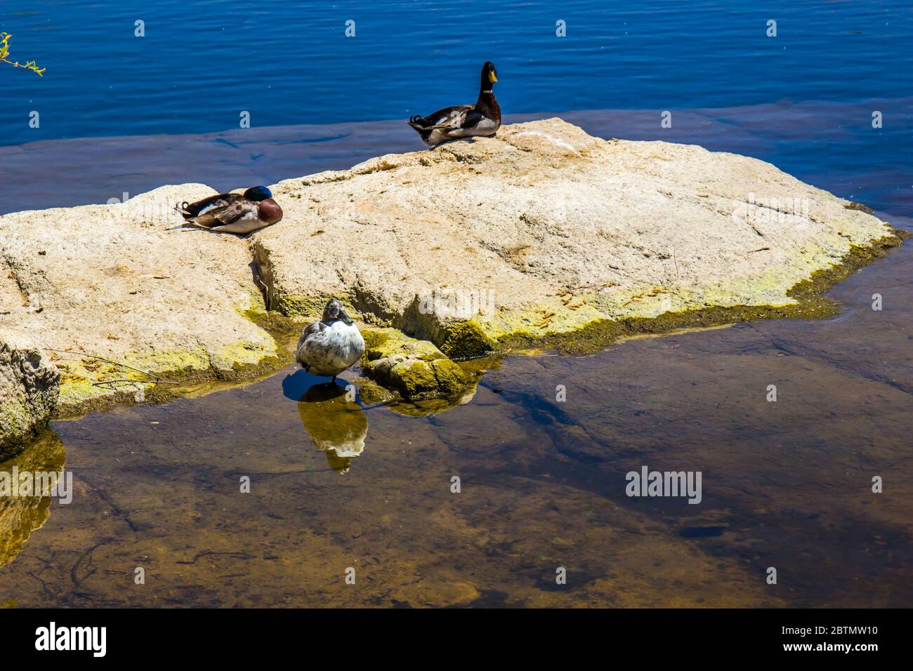 Ducks sitting down hi-res stock photography and images - Alamy