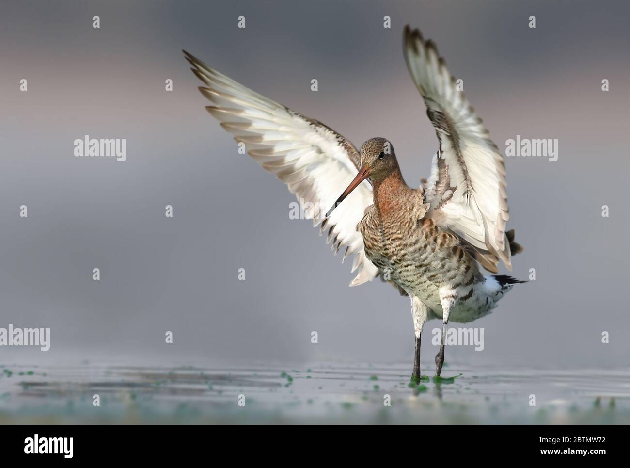 With its long beak, white-barred wings and namesake tail, the Black ...