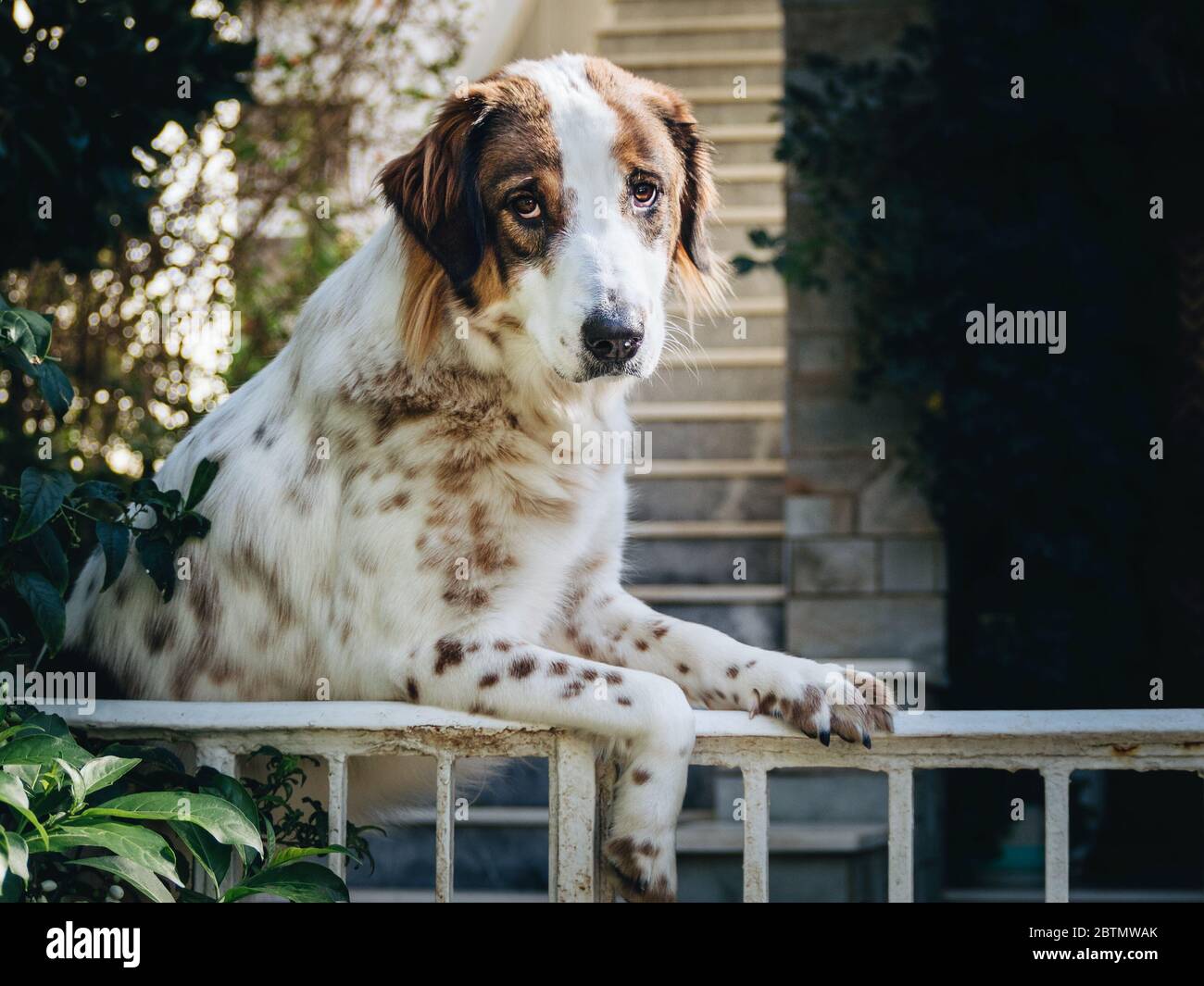 Pet pets dogs hi-res stock photography and images - Alamy