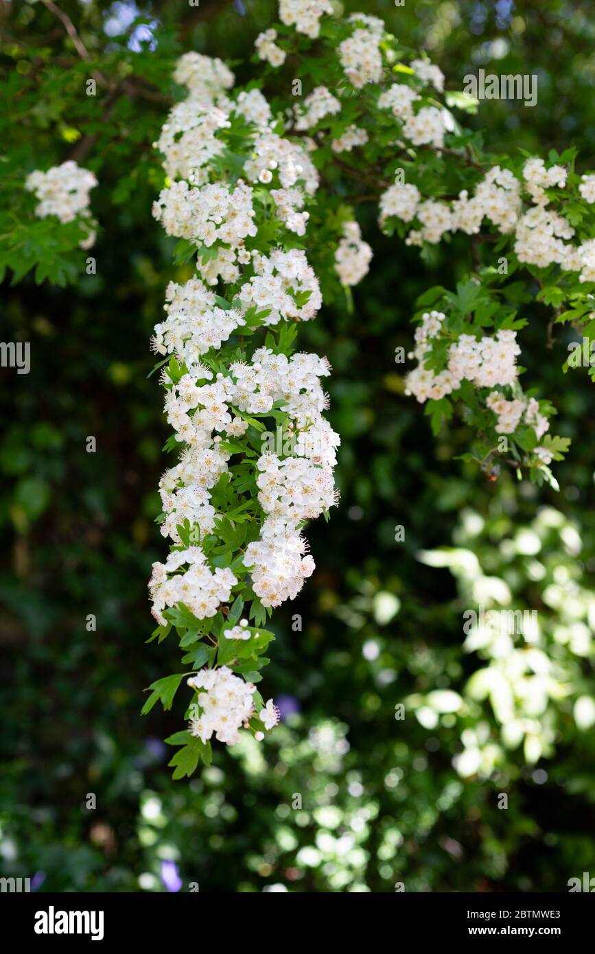 May blossom on a Hawthorn tree (Crataegus). England, UK Stock Photo - Alamy