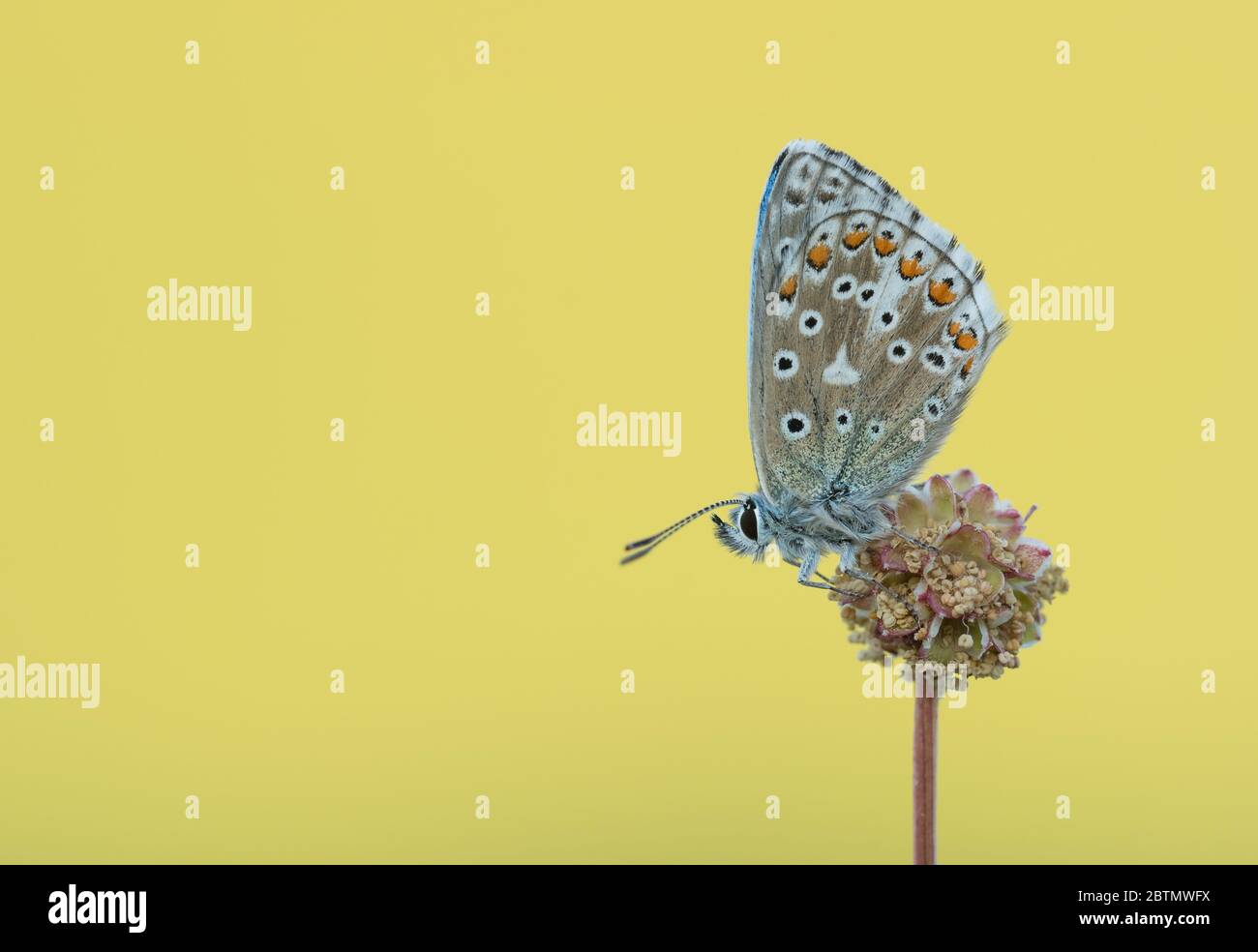 A male Adonis Blue (Polyommatus bellargus) butterfly roosting with it's ...