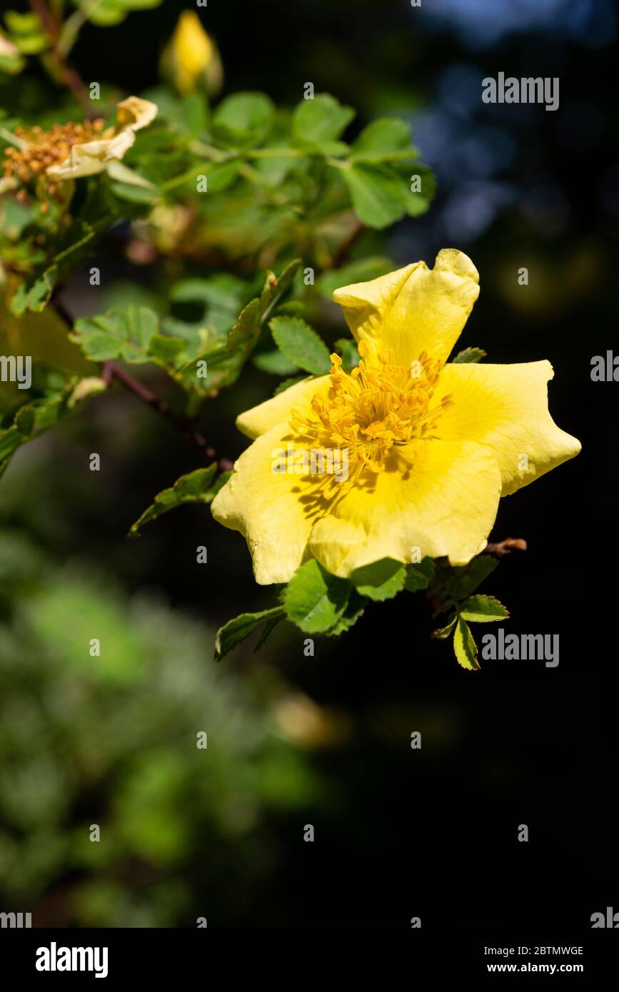 Rose Canary Bird (Rosa xanthina 'Canary Bird') growing in a garden ...