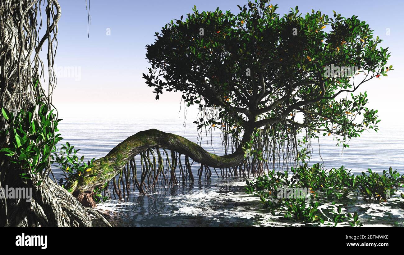 Swamp Red Mangrove Rhizophora Mangle High Resolution Stock Photography ...