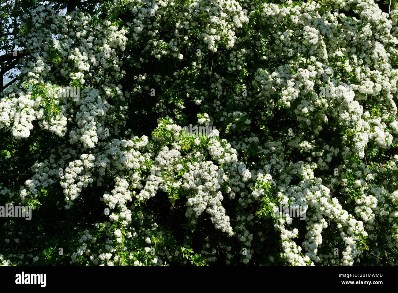 May blossom on a Hawthorn tree (Crataegus). England, UK Stock Photo - Alamy