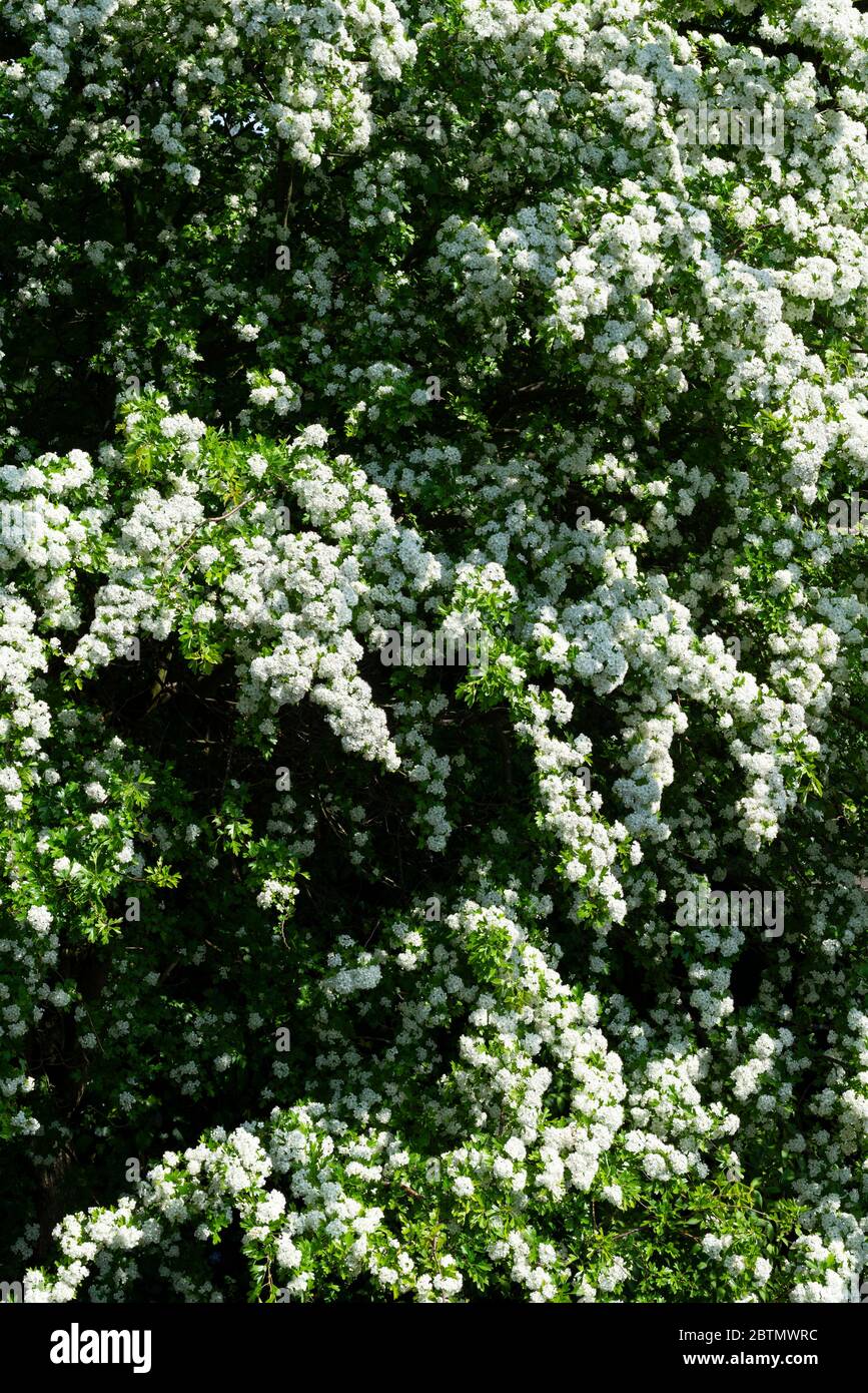 May blossom hi-res stock photography and images - Alamy