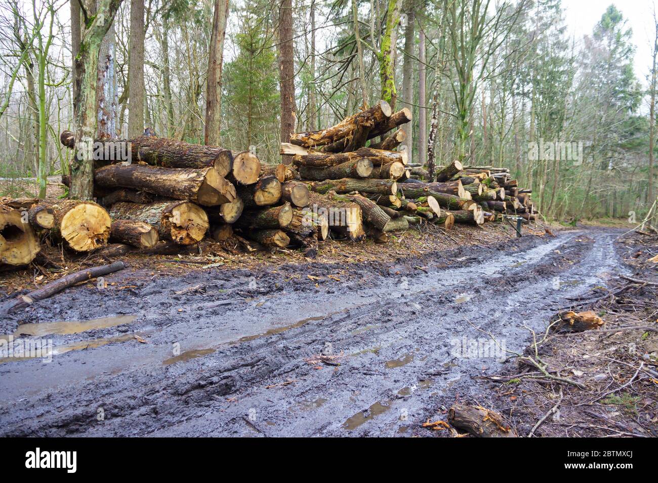 felled trees in a stack, logs from felled tree trunks Stock Photo - Alamy