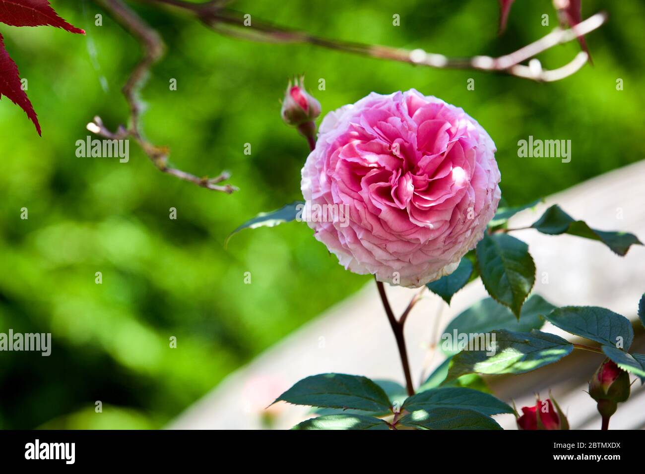 Rosa James Galway High Resolution Stock Photography and Images - Alamy