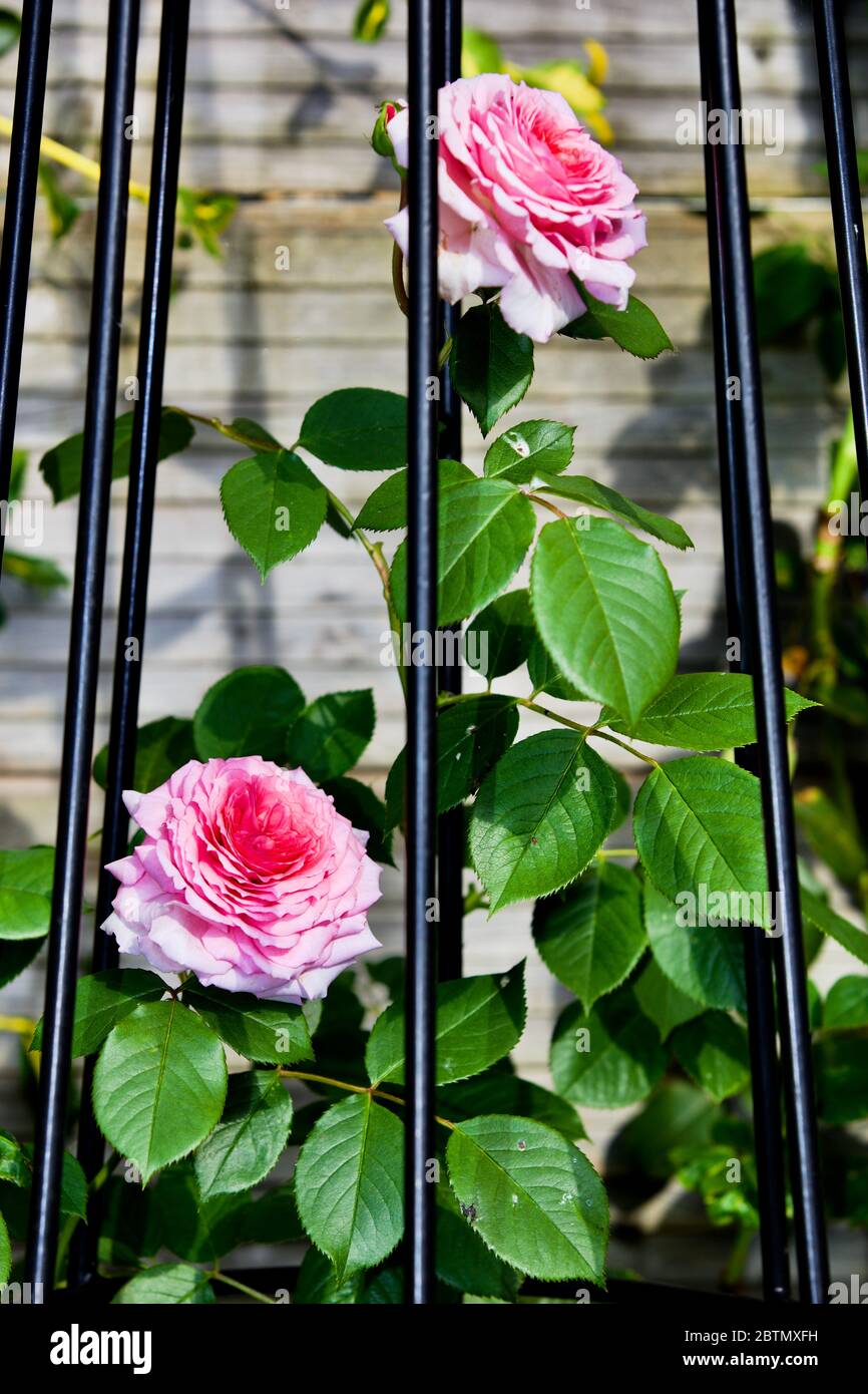 Rosa James Galway High Resolution Stock Photography and Images - Alamy