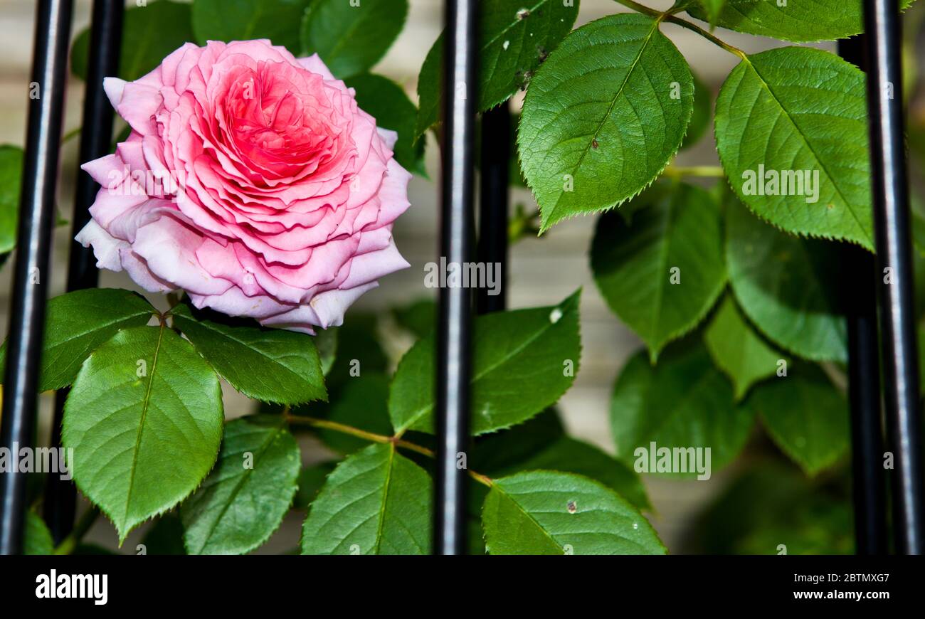 James Galway (Auscrystal) - English Climbing Rose Stock Photo - Alamy