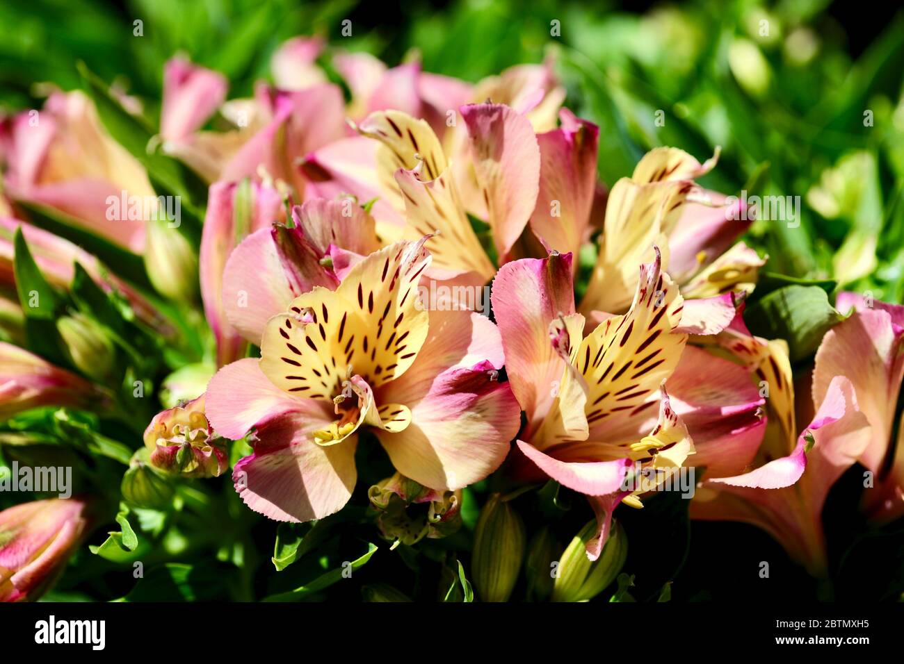 Alstroemeria 'Princess Sara' Stock Photo - Alamy