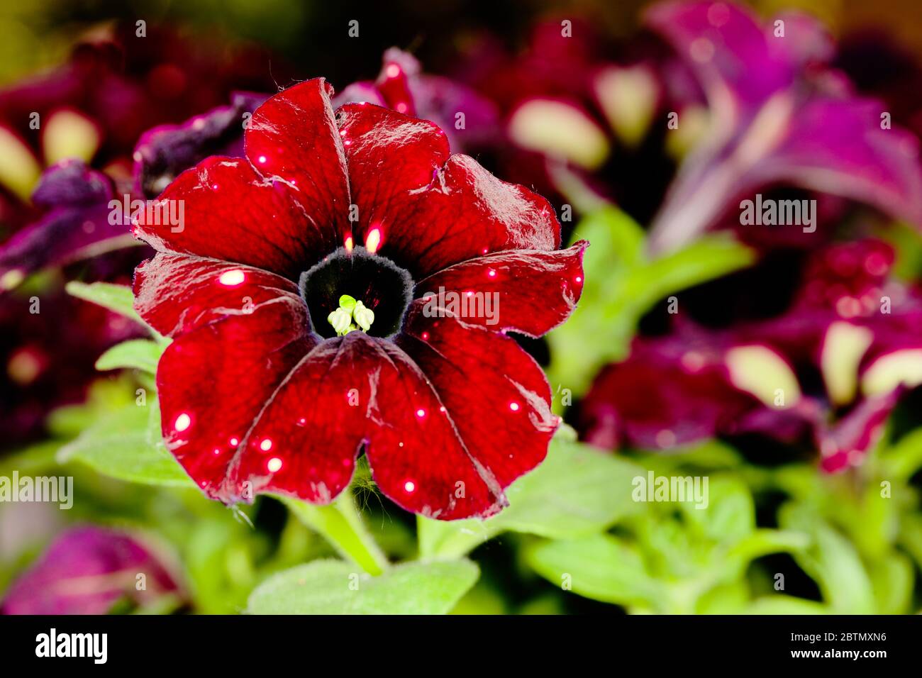 Deep Red Petunia High Resolution Stock Photography and Images - Alamy