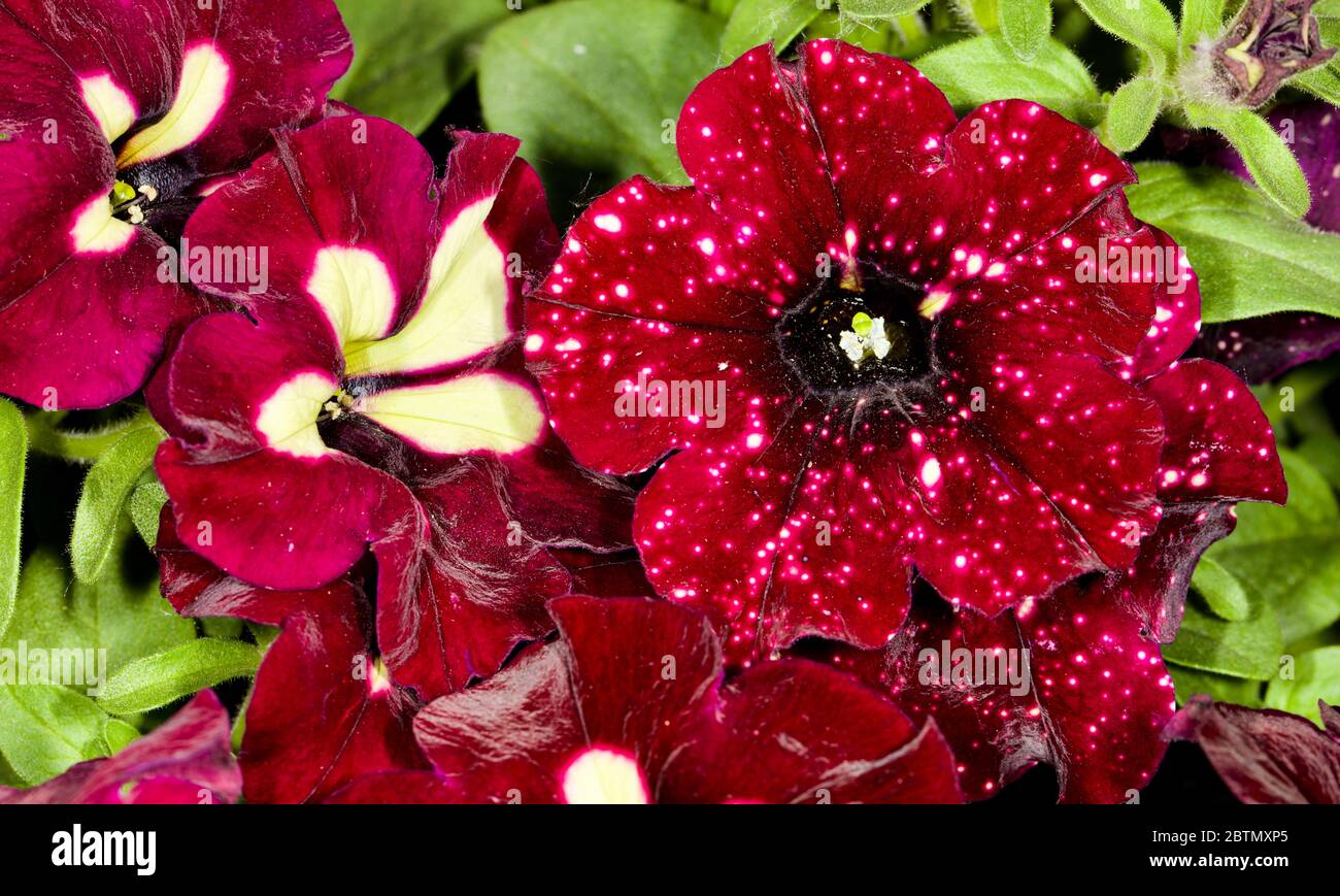 Deep red petunia hi-res stock photography and images - Alamy