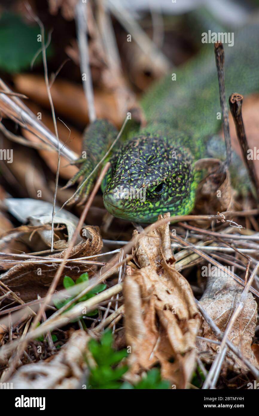 European green lizard head shoot Stock Photo - Alamy