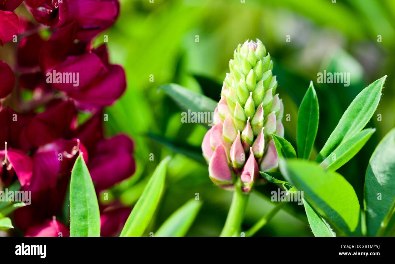 Lupinus 'Gallery Red' (Gallery Series) Lupin Stock Photo - Alamy