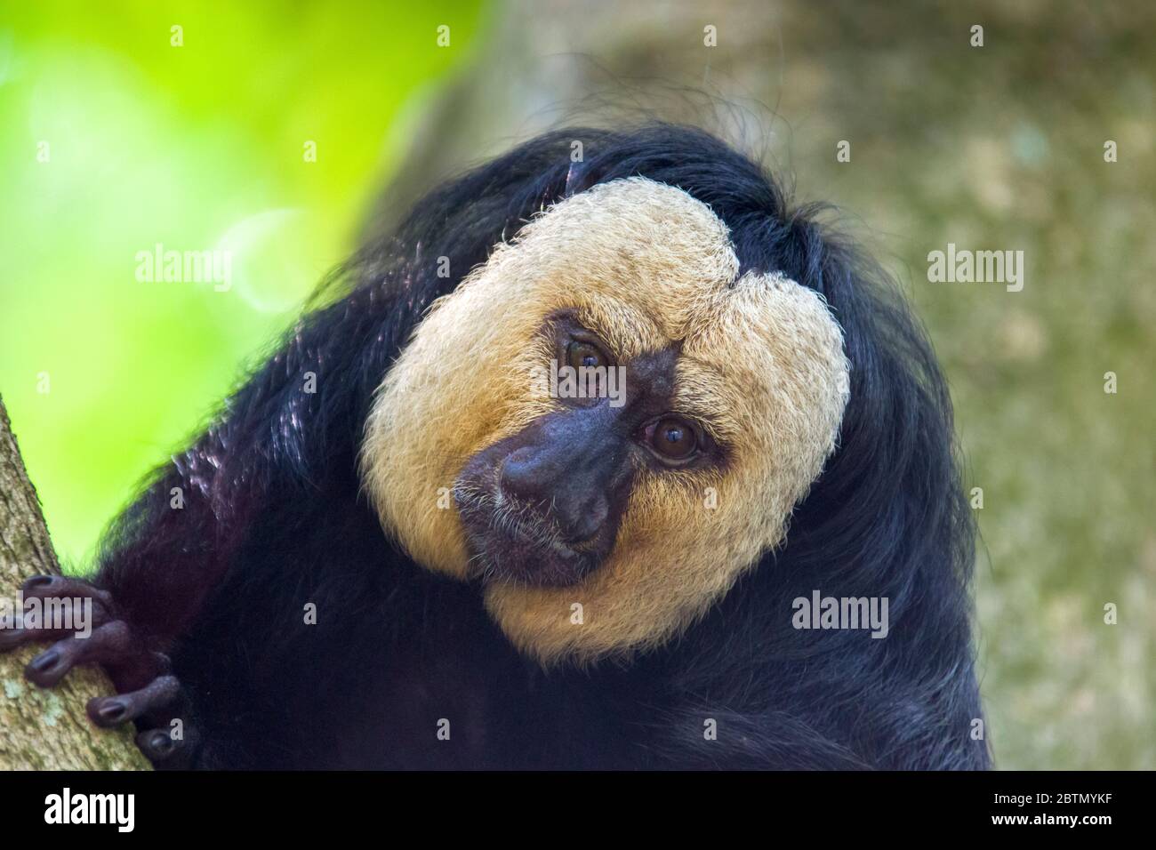 the closeup image of male White-faced saki. A species of the New World ...