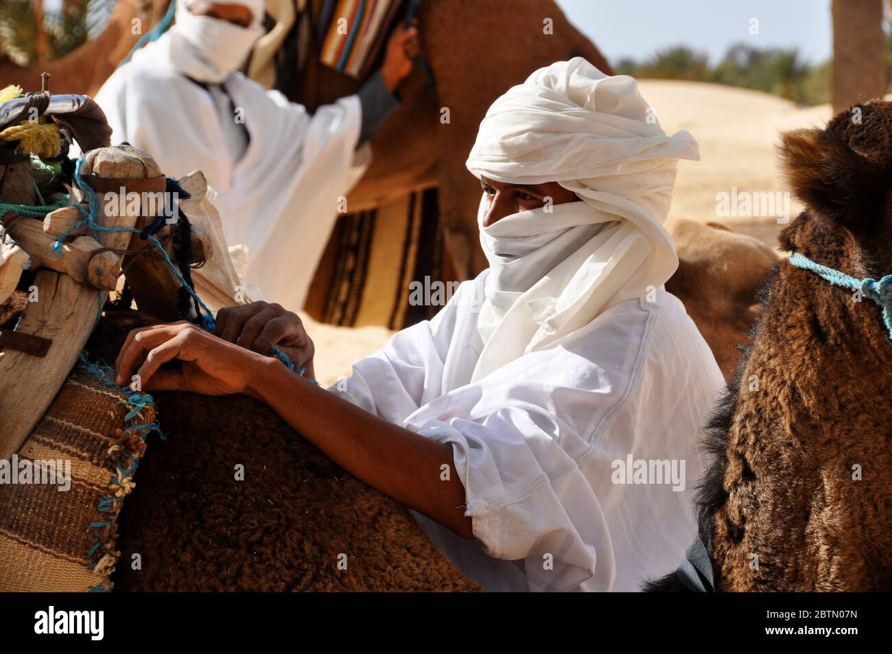 A Tunisian man in traditional dress white turban getting camels ready ...