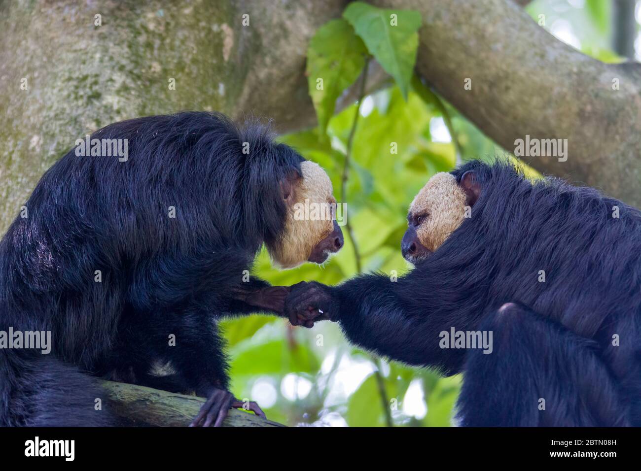 two male white-faced saki monkeys on the trees, scramble for nut in the ...