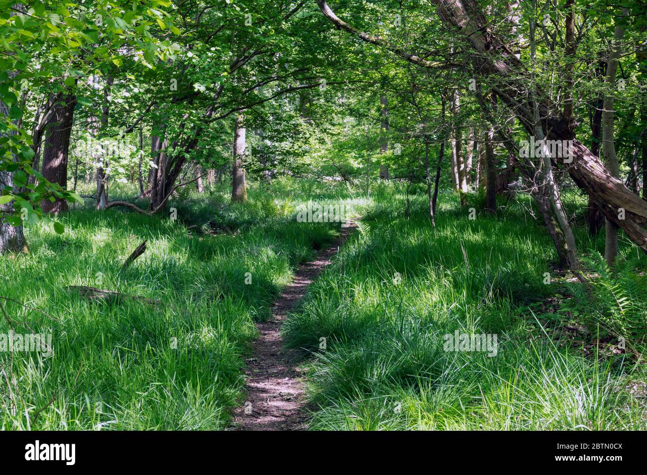 Savernake path hi-res stock photography and images - Alamy
