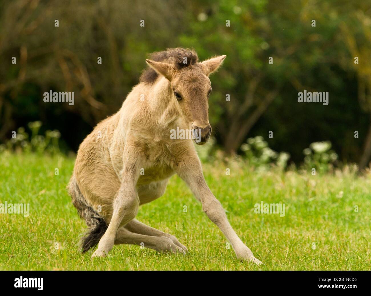 A pretty and cute dun horse foal of an Icelandic horse is trying to get ...