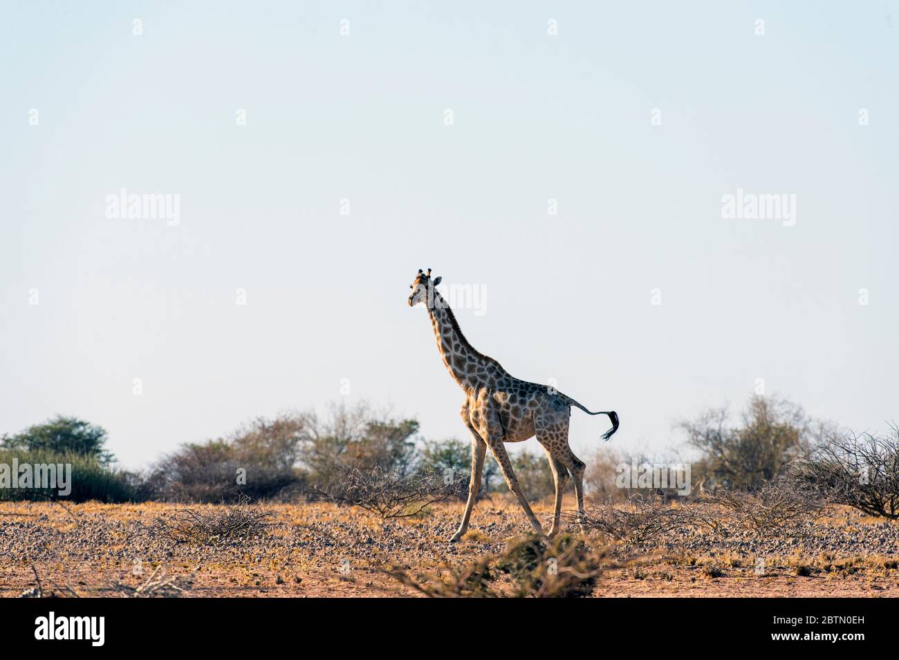 Giraffe in Namibian desert Stock Photo - Alamy