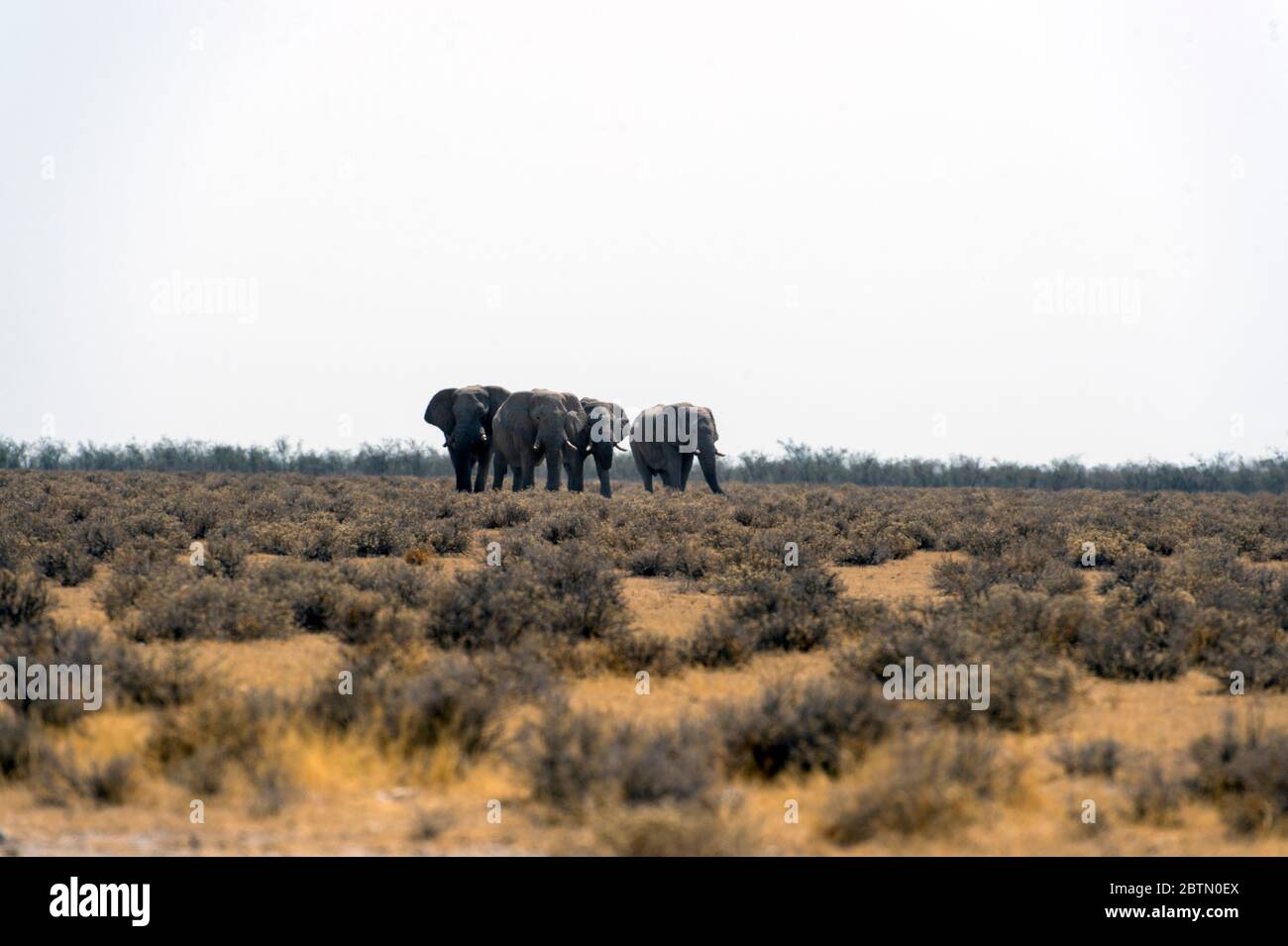 Desert elephants in the Namibian desert landscape Stock Photo - Alamy