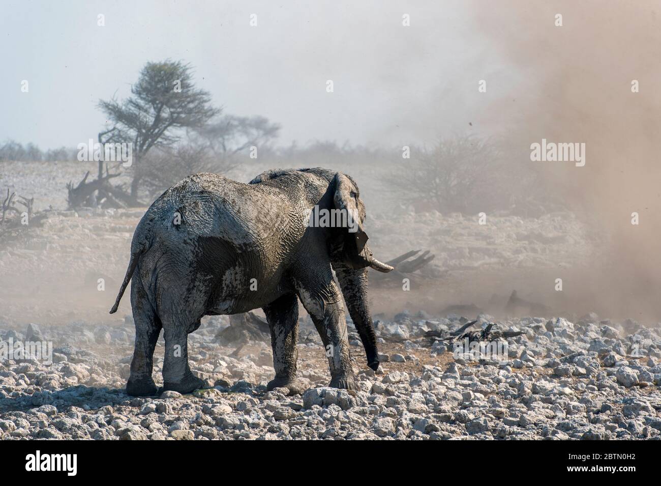 Desert elephants in the Namibian desert landscape Stock Photo - Alamy